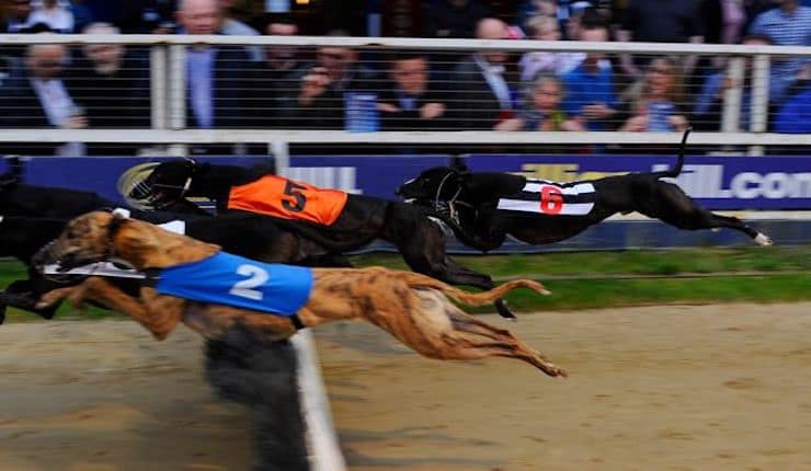 The Winning Trap Review: Greyhound Racing Tips Service
